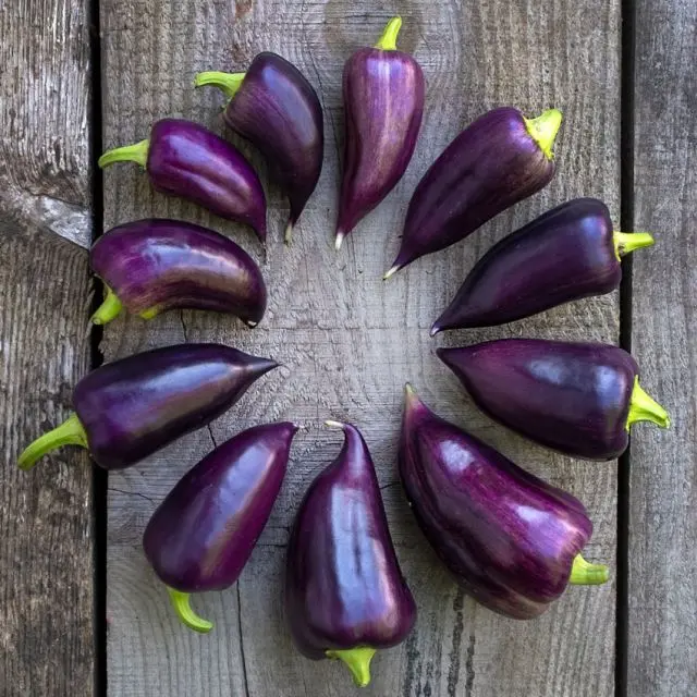 Purple Pepper | Sacramento's Unique Pepper Breeding & Products