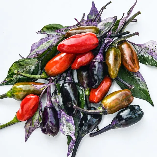 Purple Pepper | Sacramento's Unique Pepper Breeding & Products