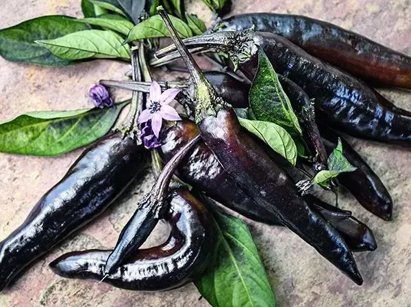 Purple Pepper | Sacramento's Unique Pepper Breeding & Products