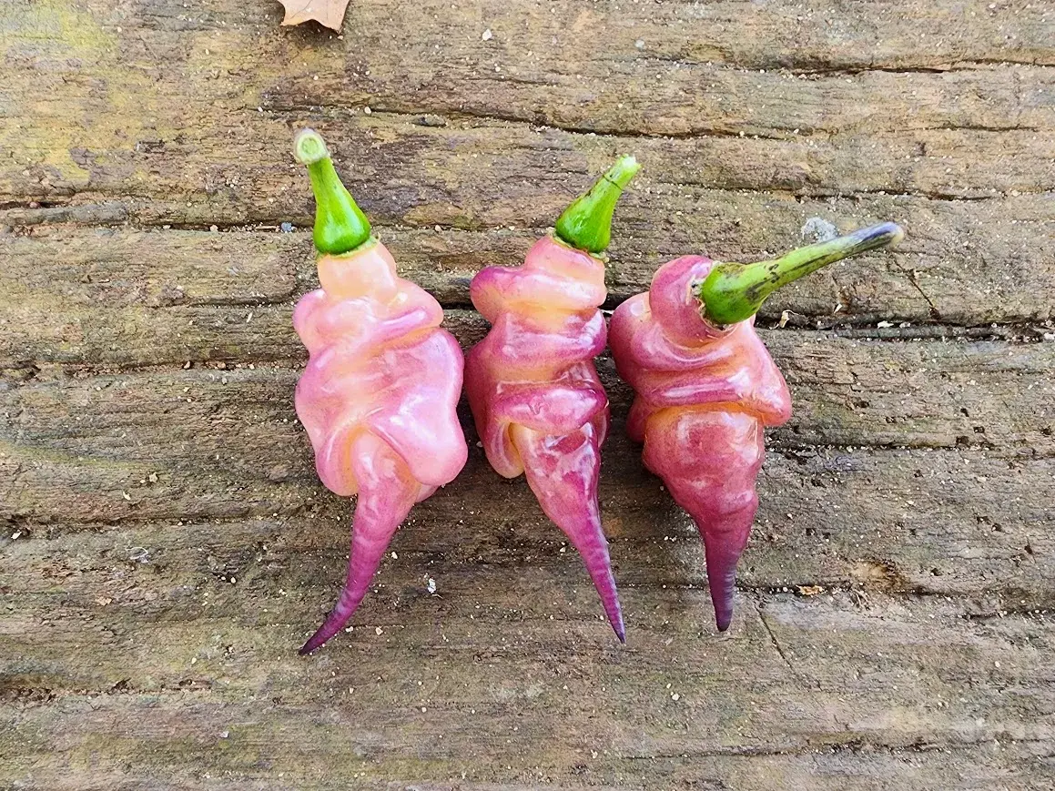Purple Pepper | Sacramento's Unique Pepper Breeding & Products